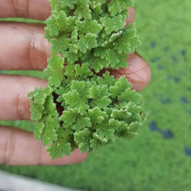 Jual Tanaman Air Apung-Azolla microphylla-Bibit Azolla super 1kg ...