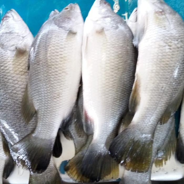 Jual Ikan Kakap Putih 1 Kg | Shopee Indonesia