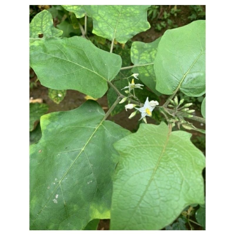 Jual OHI Daun Tekokak Cepokak Segar 1 Kg / Daun Takokak Terong Pokak ...
