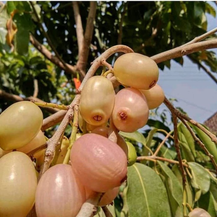 Jual Tanaman Buah Juwet Putih - bibit tanaman hidup | Shopee Indonesia