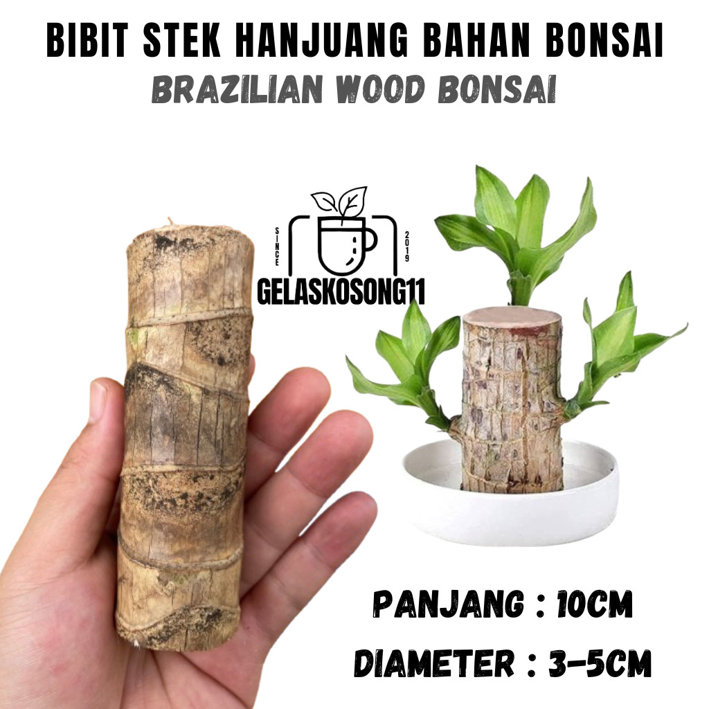 Jual Korehcok PROMO Tanaman Pohon Hanjuang Bahan Bonsai Hijau (Dracaena ...