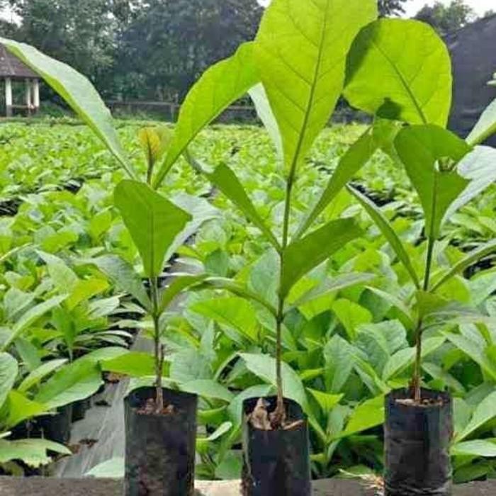 Jual Bibit Pohon Kayu Jati Super ( beli 5 gratis 1) | Shopee Indonesia