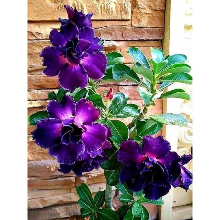 Jual Bibit bunga adenium Kamboja jepang bunga tumpuk (bunga ungu ...