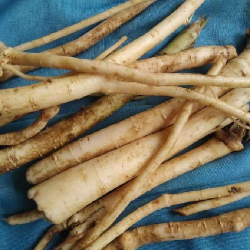 Jual AKAR PEPAYA 250 GRAM (BERSIH) | Shopee Indonesia