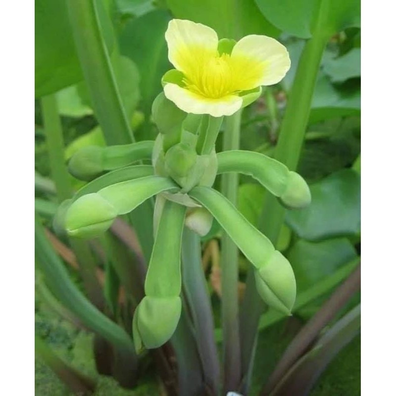 Jual Bunga genjer 300 gr kembang gendot . | Shopee Indonesia
