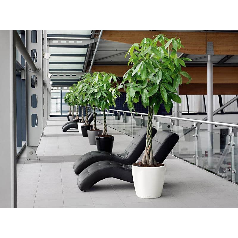 Jual Tanaman Hias Pacira Kepang Pohon Karet Pacira Pathcira Money Tree ...