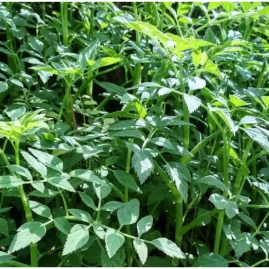 Jual Daun tespong/saladren/lalapan segar 250gram | Shopee Indonesia