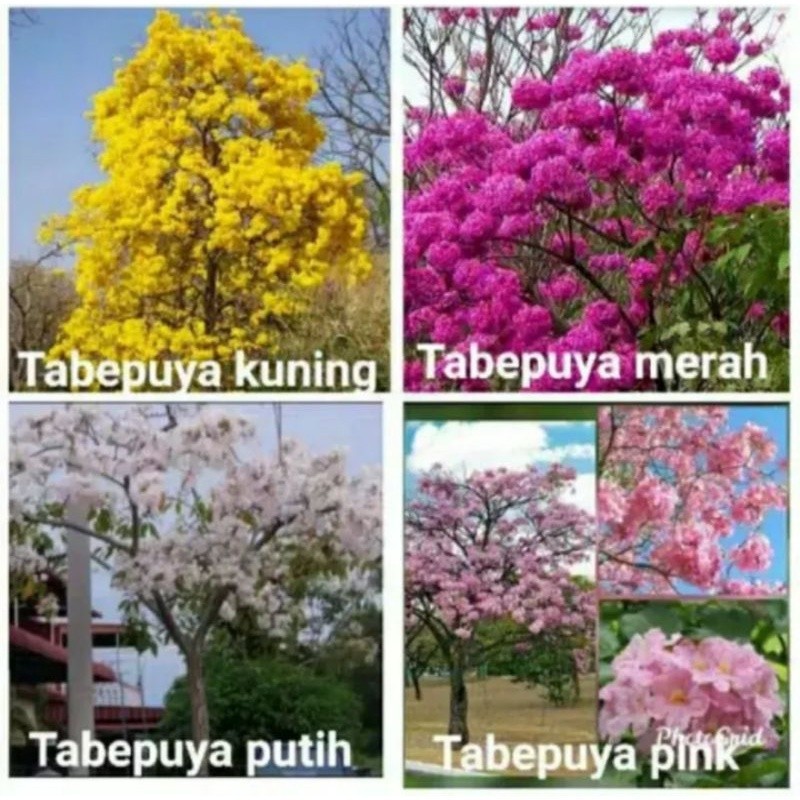 Jual Satu paket bibit bunga tabebuya 4 warna | Shopee Indonesia