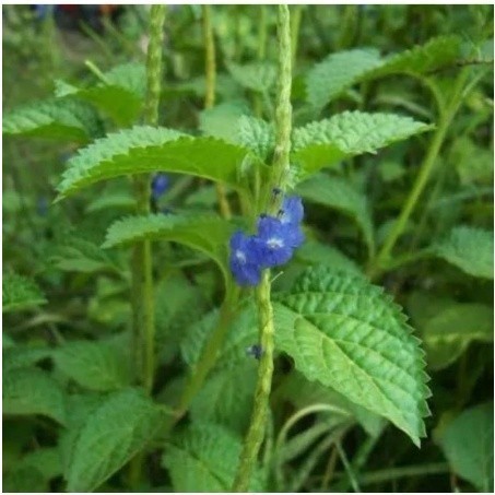Jual DAUN JARONG /DAUN PECUT KUDA 100 LEMBAR SEGAR OBAT HERBAL OBAT ...