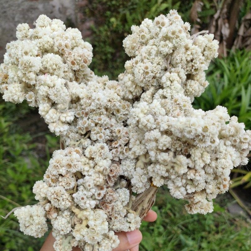 Jual bunga edelweis bunga kering dried flower bunga abadi bunga hias ...