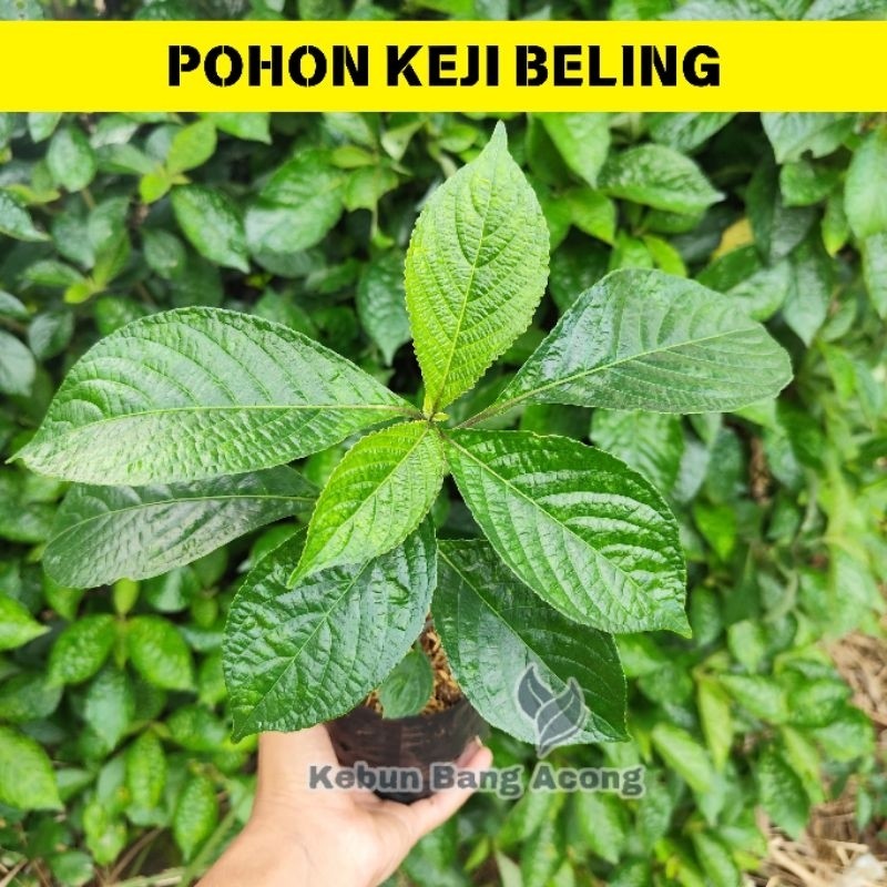 Jual Tanaman Keji Beling atau Kaca Beling | Shopee Indonesia