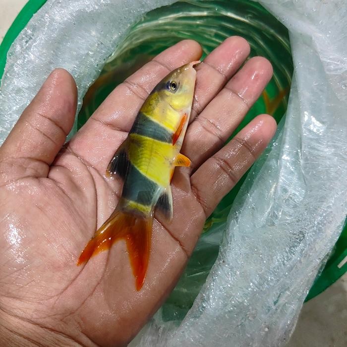 Jual Botia Kalimantan/ikan badut/Tankmate - 14-15cm | Shopee Indonesia