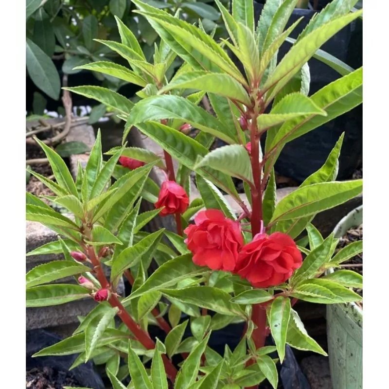 Jual TANAMAN PACAR Air HERBAL /TANAMAN PACAR KAMPUNG SIAP TANAM ...