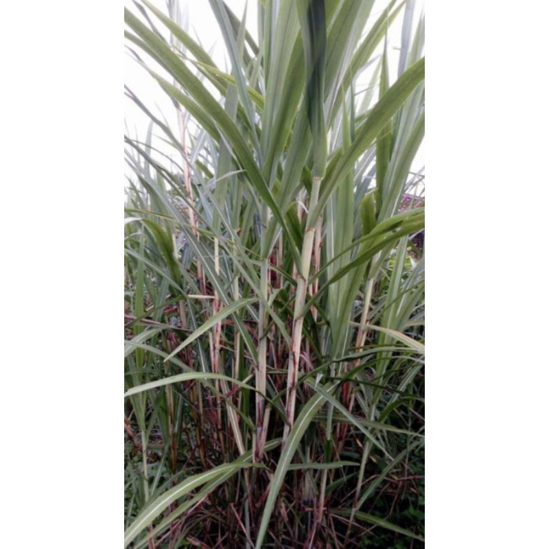 Jual bibit turubuk stek batang / bibit telor tebu siap tanam (B_S) (1 ...