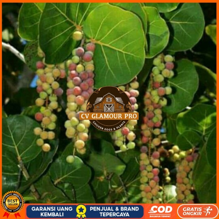 Jual Bibit Tanaman Buah Anggur Laut/ Pohon Anggur Laut Langka Bibit ...