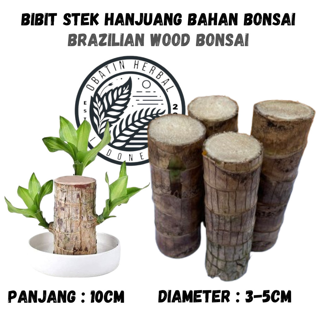 Jual Bibit Tanaman Stek Batang Pohon Hanjuang Hijau Bahan Bonsai ...