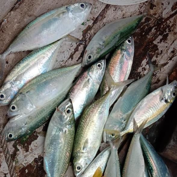 Jual Ikan Kembung Banjar 1 kg | Shopee Indonesia