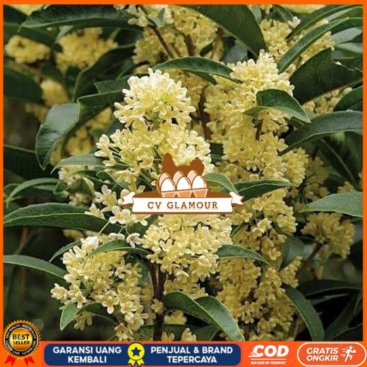 Jual Bibit Bunga Osmanthus Fragrans | Bibit Sweet Olive Aromatik Bibit ...
