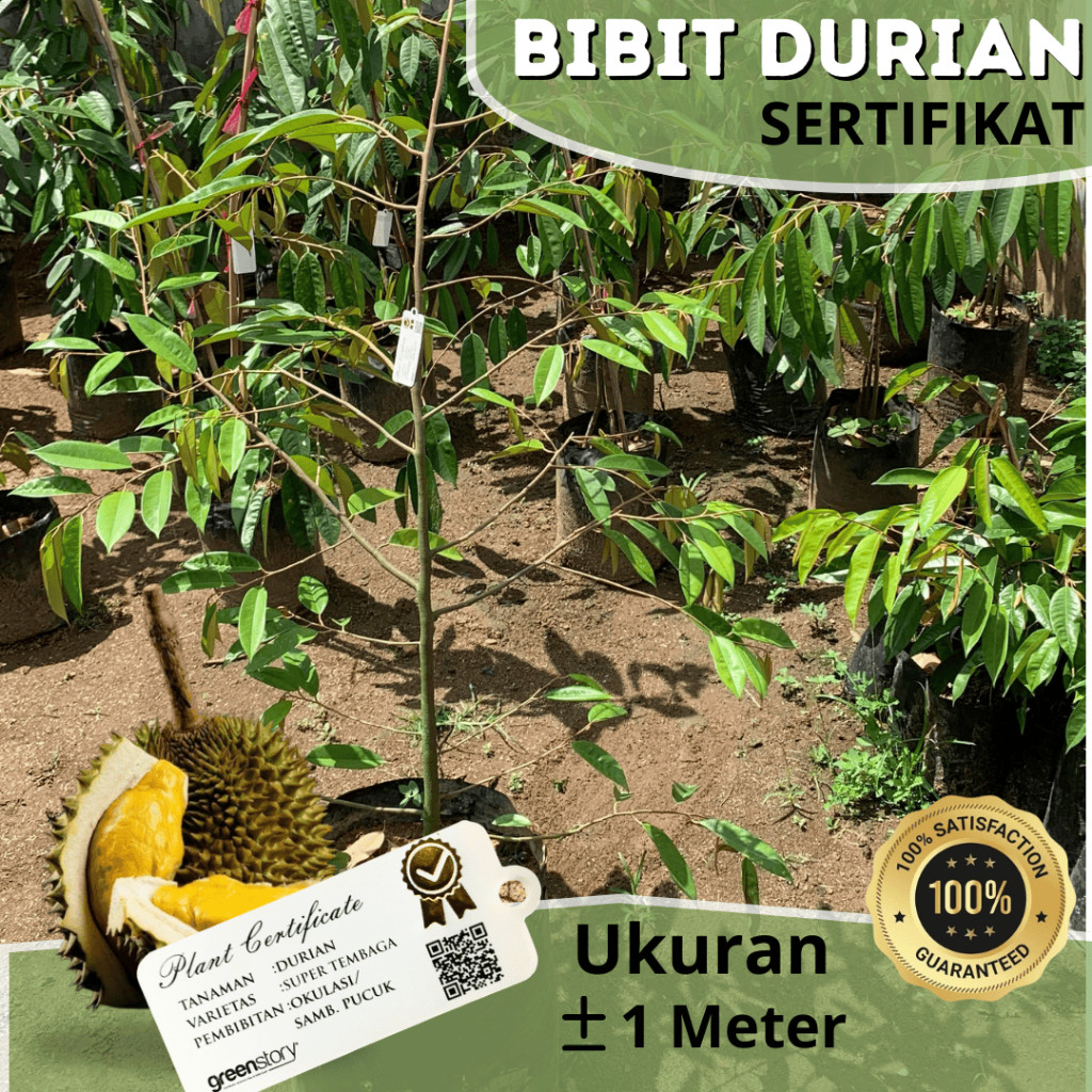 Jual Bersertifikat Asli Bibit Durian Unggul Tinggi 1 meter montong, blackthorn, musangking ...