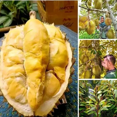 Jual Bibit Durian Montong Durian Monthong Daging Tebal Biji Tipis Stek Okulasi Siap Tanam Bisa ...