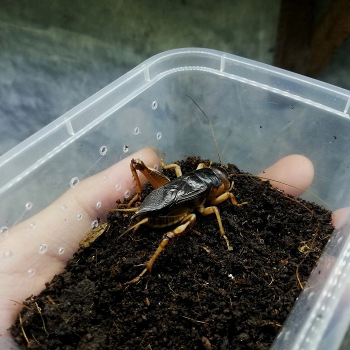 Jual Gasir Jangkrik Besar Gangsir Jangkrik Raksasa Umpan Mancing Gabus ...
