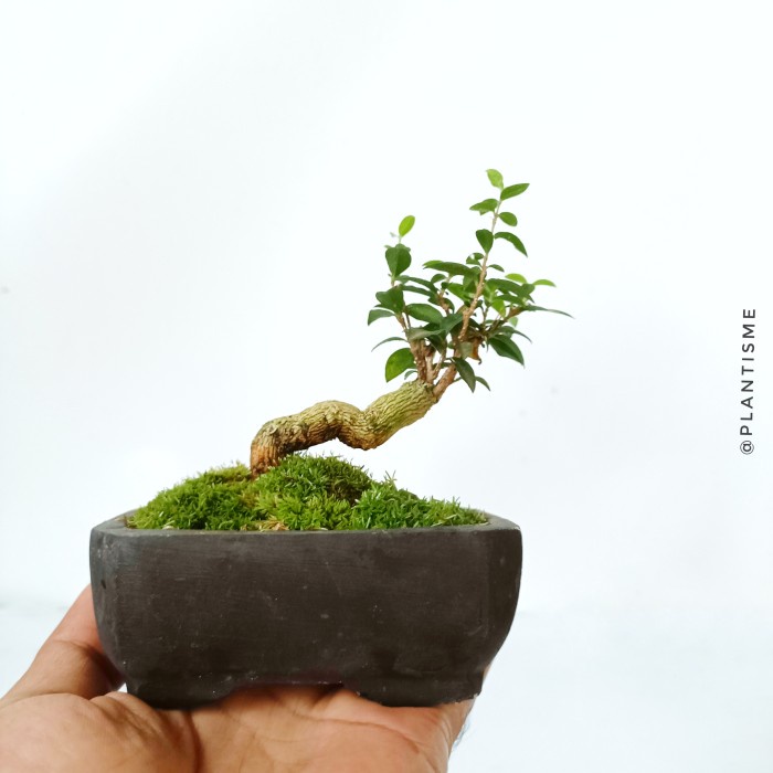 Jual Bonsai Mame - Sakura Micro Tanaman Pohon Bunga Sakura Mini ...