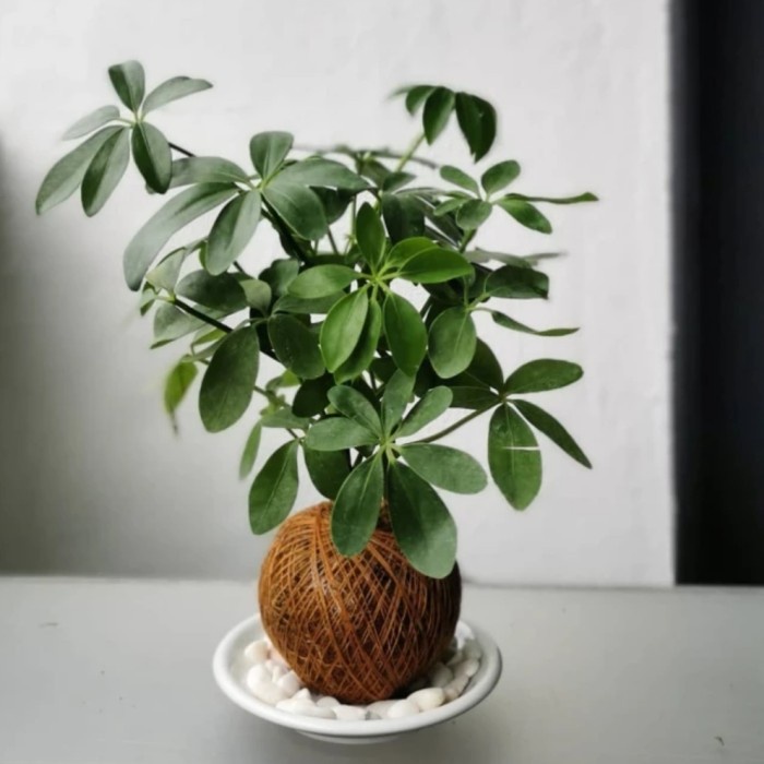 Jual Kokedama Tanaman Hias Dwarf Umbrella Tree Walisongo | Shopee Indonesia