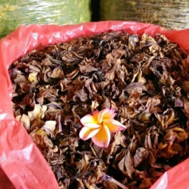Jual NEW Bunga kamboja kering 1kg | Shopee Indonesia