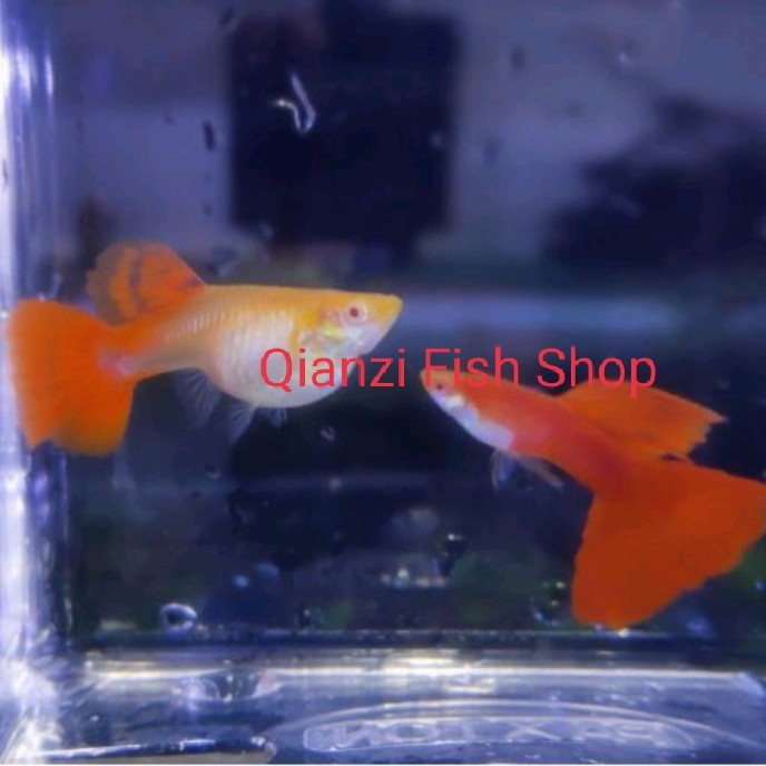 Jual Guppy AFR sepasang indukan | Shopee Indonesia