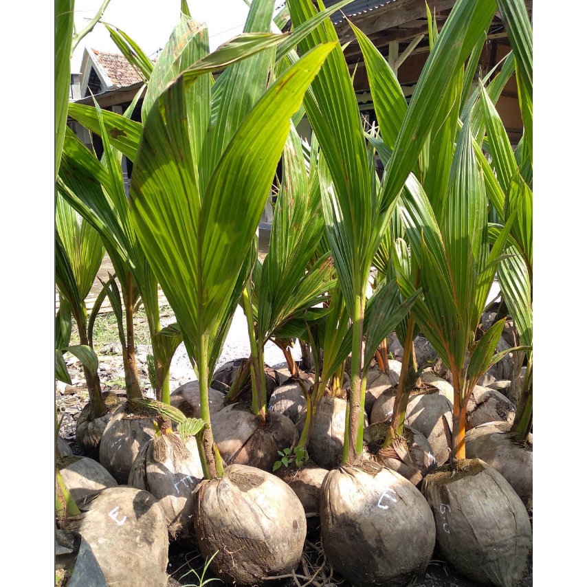 Jual Bibit Pohon Kelapa Hybrid | bibit Kelapa Hibrida Super Unggulan ...