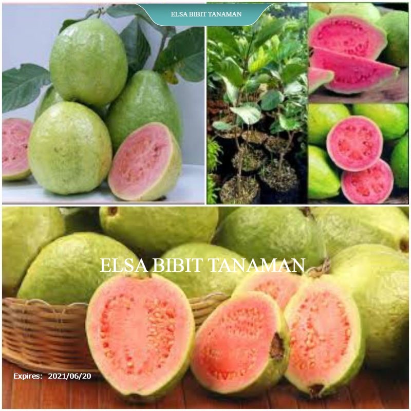 Jual JAMBU KRISTAL MERAH OKULASI (BISA DI TARUH POT) | Shopee Indonesia
