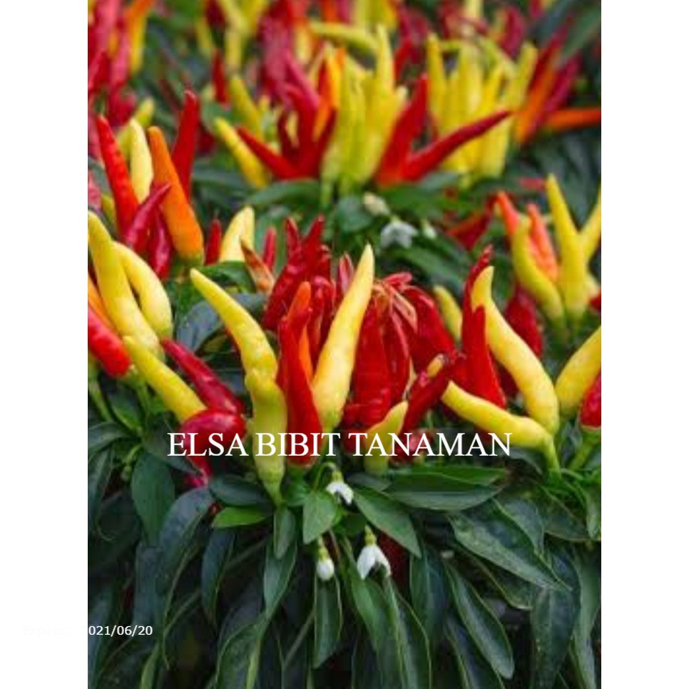 Jual BIBIT LOMBOK RAWIT PEDAS SIAP TANAM (BUAT MASAK) beli 5 gratis 1 ...