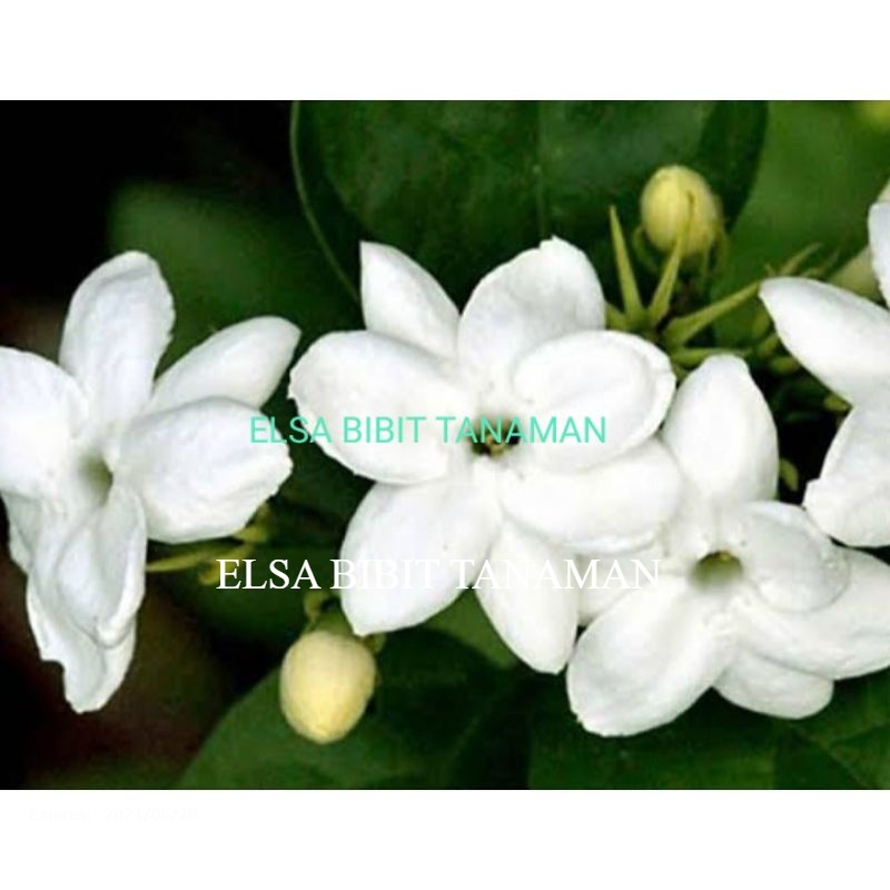 Jual BIBIT BUNGA MELATI WANGI SIAP TANAM (beli 5 gratis 1) | Shopee ...