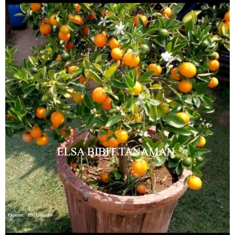 Jual JERUK SANTANG MADU/JERUK BUAH ( KONDISI BERBUAH LEBAT) COCOK DI ...