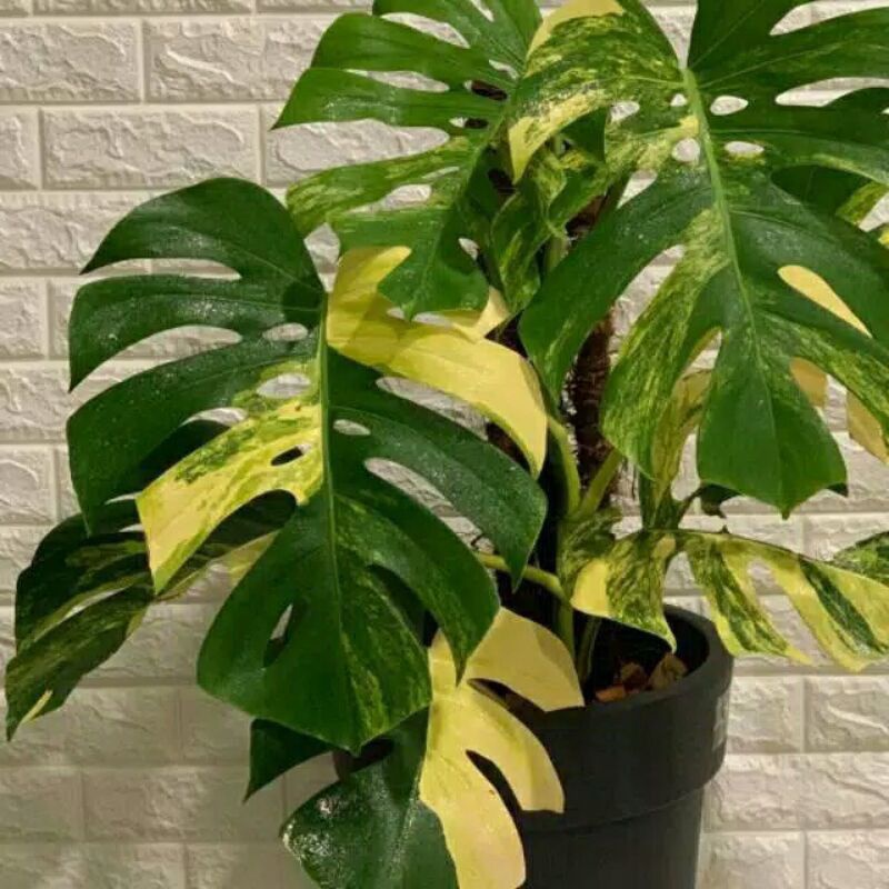 Jual monstera marmorata aurea | marmo | Shopee Indonesia