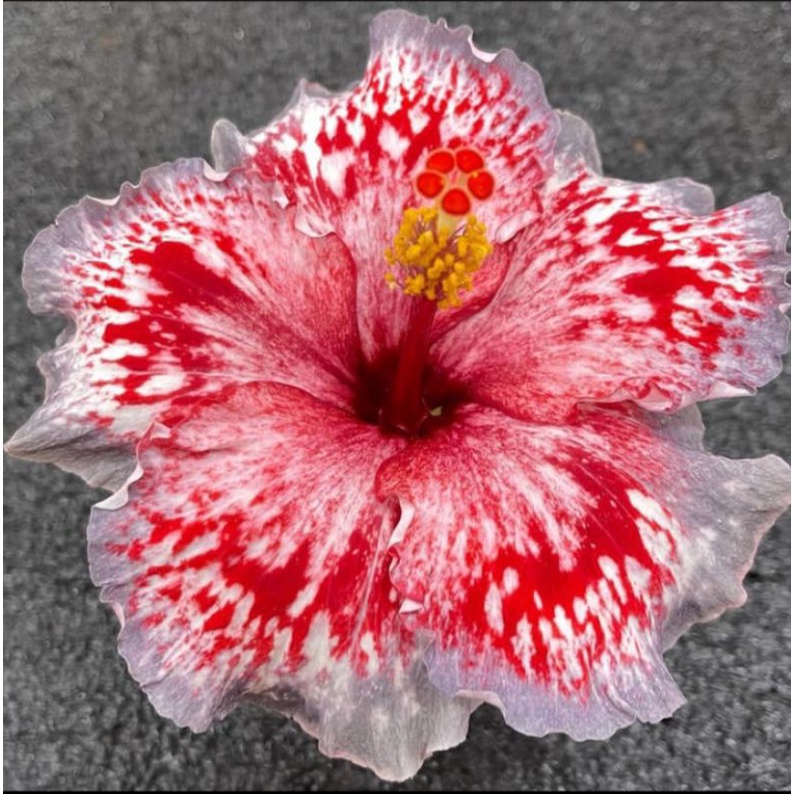 Jual TANAMAN HIAS HIBISCUS BUNGA SEPATU VARIGATA | Shopee Indonesia