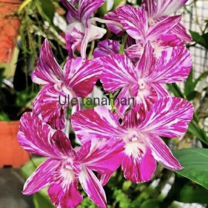 Jual PROMO!! Tanaman Anggrek dendrobium salaya fancy | Shopee Indonesia