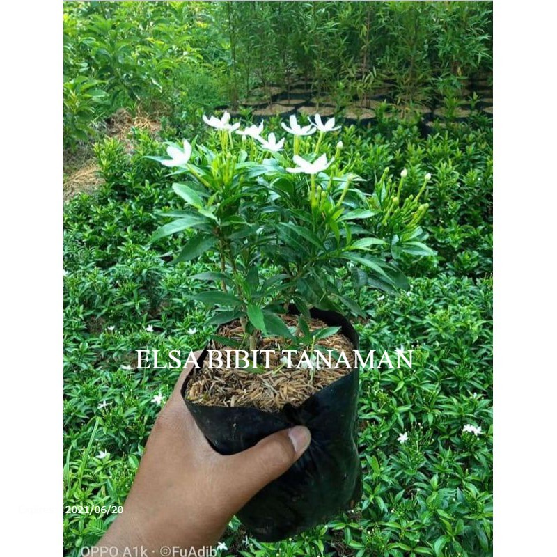 Jual BUNGA ROMBUSA BERBUNGA LEBAT (beli 5 gratis 1) | Shopee Indonesia