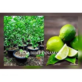 Jual BIBIT JERUK NIPIS (BERBUAH LEBAT) cocok ditaruh pot | Shopee Indonesia
