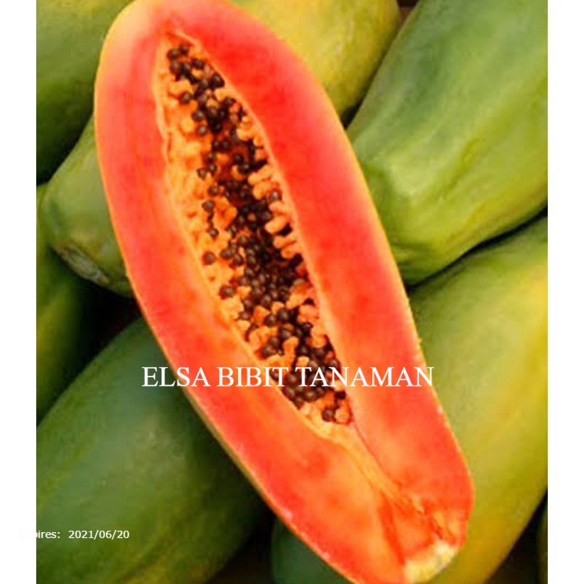 Jual BIBIT PEPAYA THAILAND MANIS SIAP TANAM BELI 5 GRATIS 1 | Shopee ...