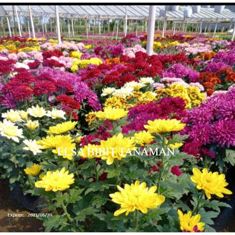 Jual BIBIT BUNGA KRISAN KONDISI BERBUNGA (COCOK DI TARUH POT) | Shopee ...