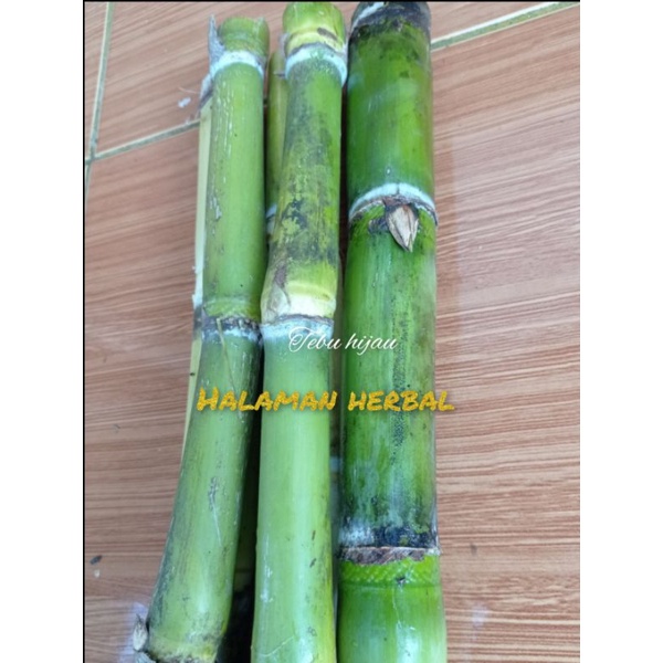 Jual bibit tebu hijau 25-30 cm | Shopee Indonesia