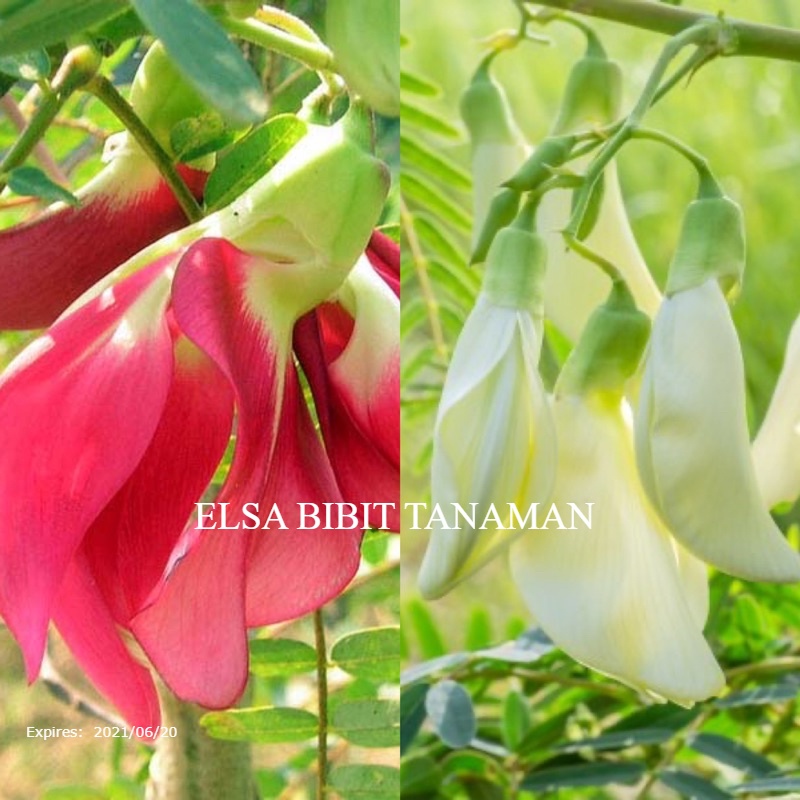 Jual BIBIT TURI( BUNGANYA BISA DI MASAK) SUPER SIAP TANAM (beli 5 ...