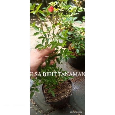 Jual BIBIT MAWAR RAMBAT (BERBUNGA) super cantik | Shopee Indonesia