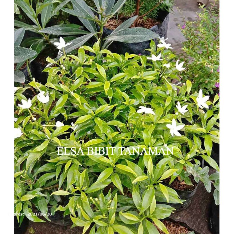 Jual BUNGA ROMBUSA VARIGATA BERBUNGA (BELI 5 GRATIS 1) | Shopee Indonesia