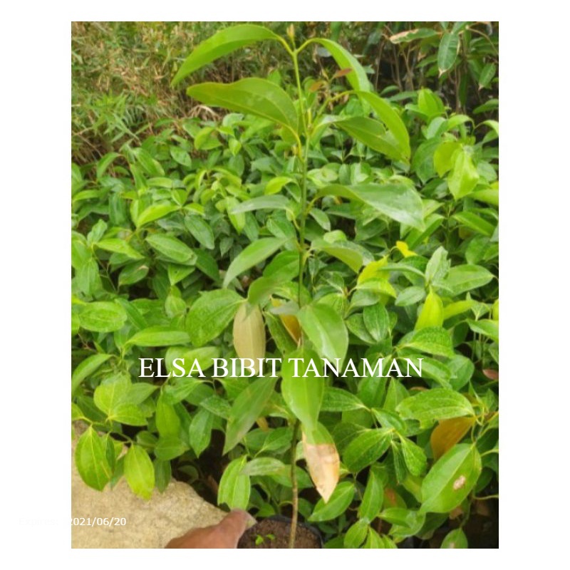 Jual BIBIT KAYU MANIS SUPER SIAP TANAM (beli 5 gratis 1) | Shopee Indonesia