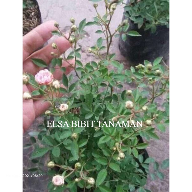 Jual BUNGA BABY ROSE (KONDISI BERBUNGA) COCOK DI TARUH POT | Shopee ...