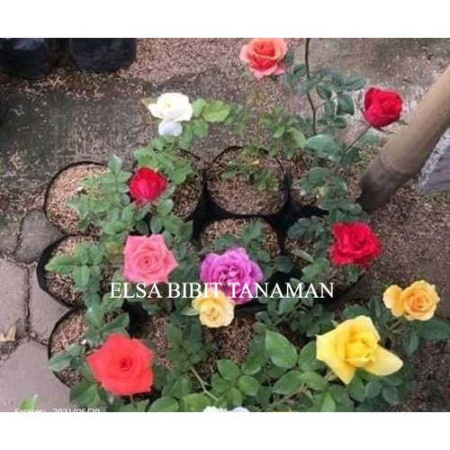 Jual PAKET 5 MAWAR IMPORT (5 POHON BEDA WARNA) | Shopee Indonesia