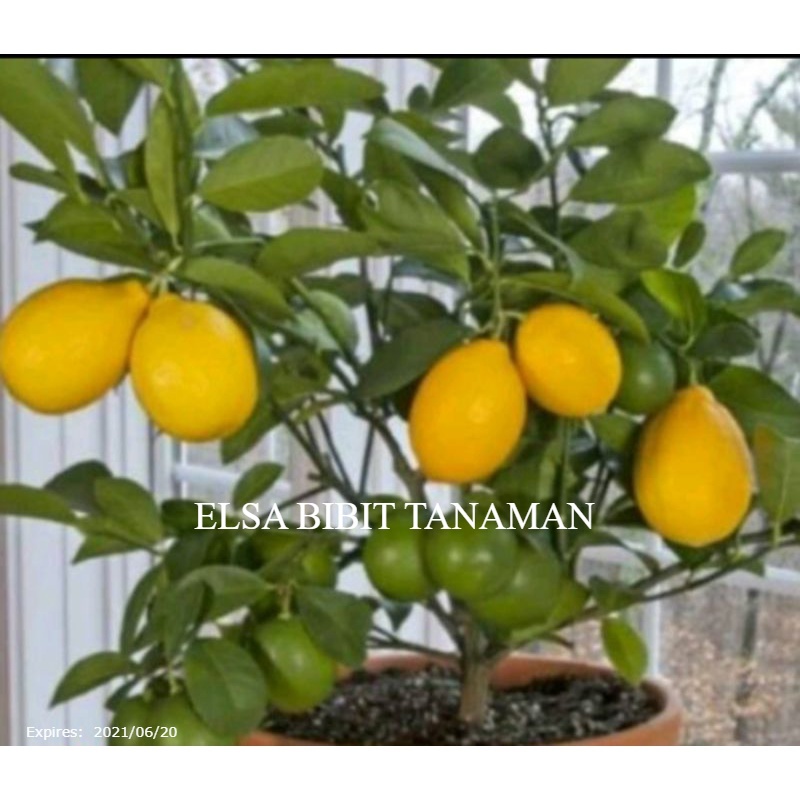 Jual BIBIT JERUK LEMON CALIFORNIA CEPAT BERBUAH (COCOK DI TARUH POT ...