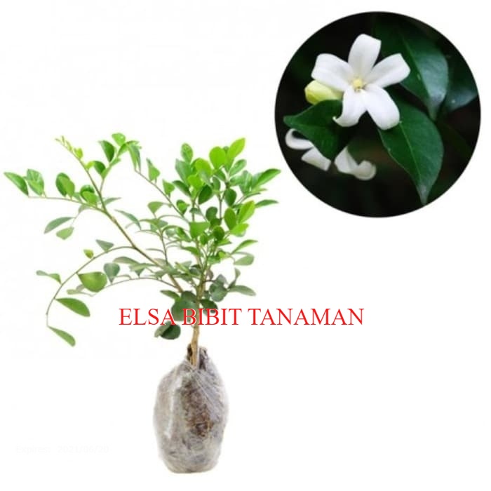 Jual BIBIT BUNGA KEMUNING SUPER CANTIK (COCOK DITARUH POT) | Shopee ...